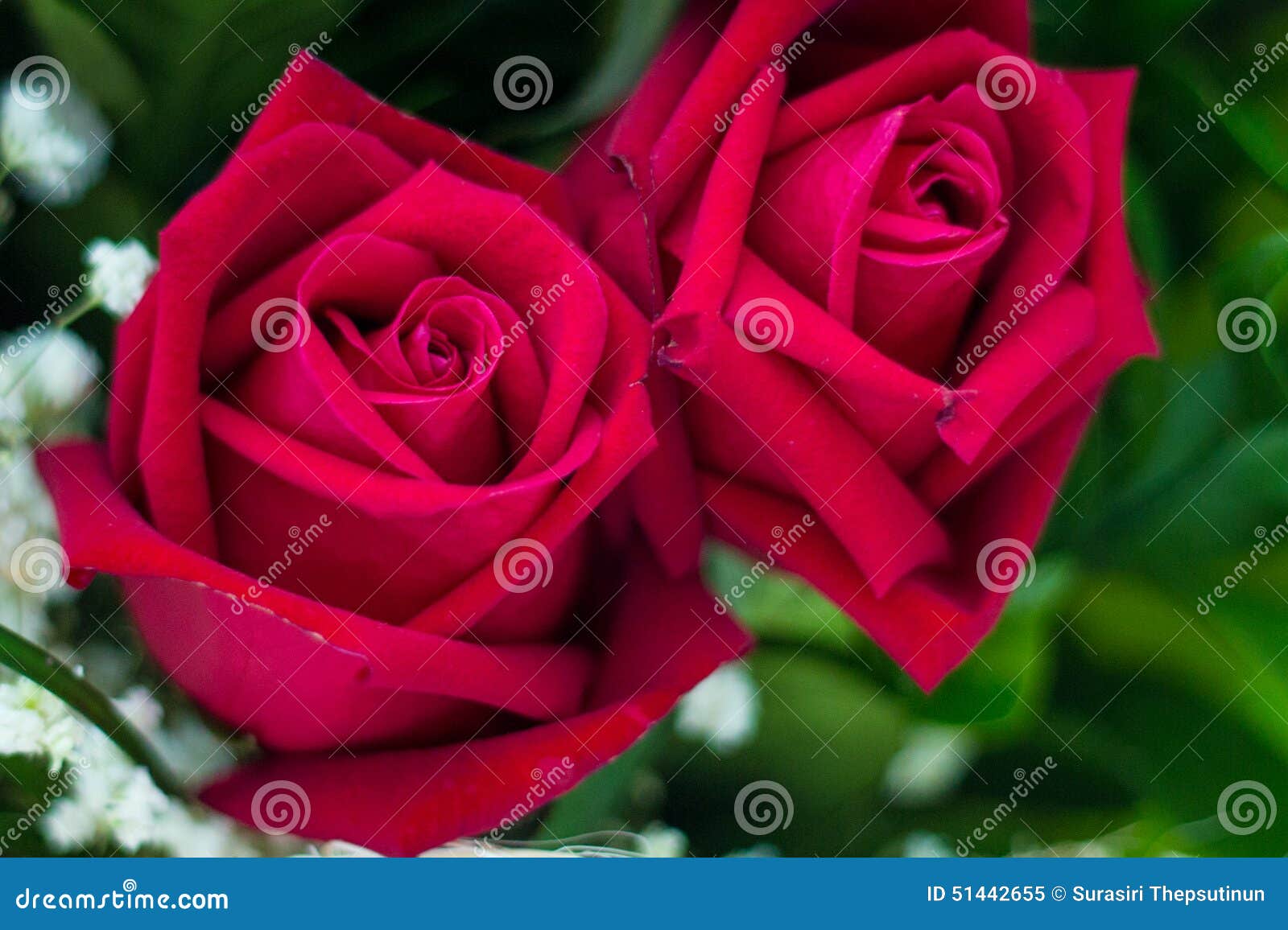 Red roses stock image. Image of roses, valentine, flower - 51442655