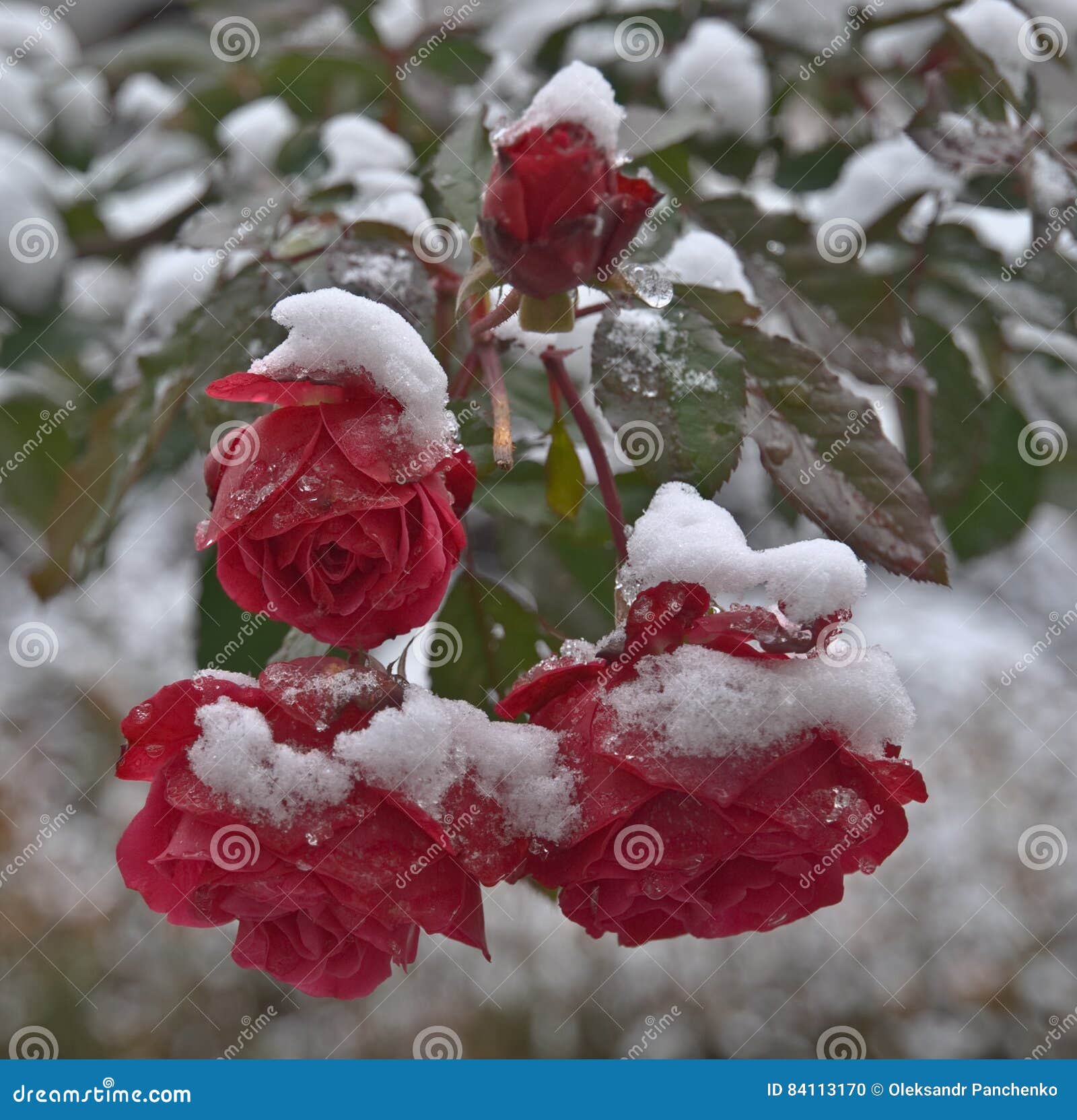 Red roses under the snow stock photo. Image of natural - 84113170