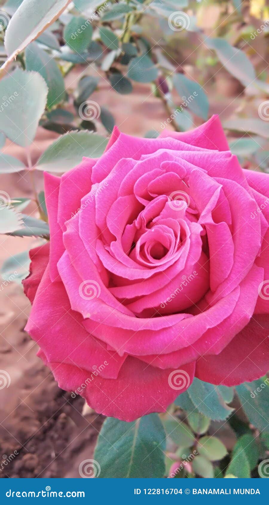 Red roses stock photo. Image of flower, rose, nice, roses - 122816704