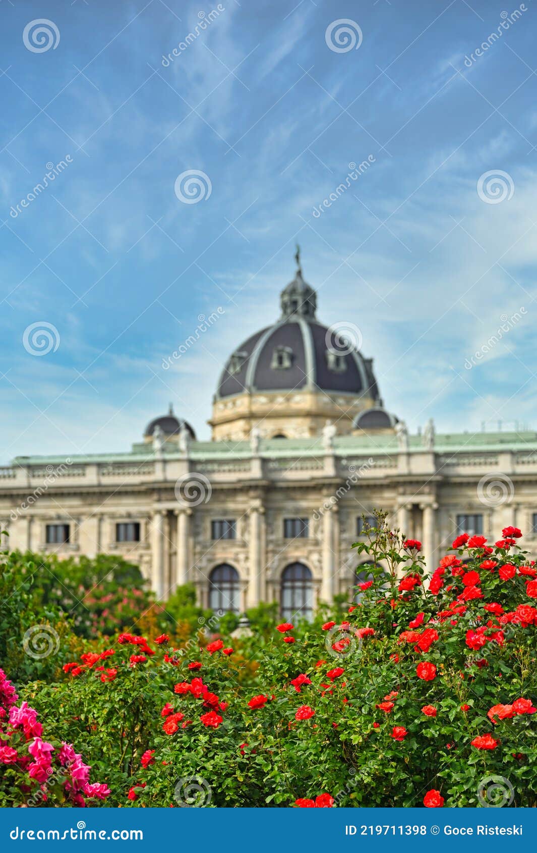 Red Roses in Volksgarten Vienna Stock Photo - Image of public ...