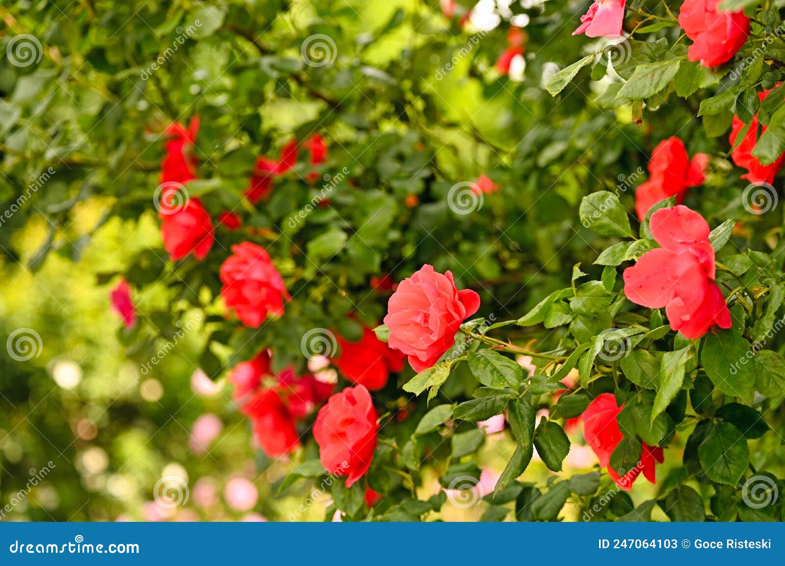 Red Roses in Volksgarten Vienna Spring Stock Image - Image of garden ...