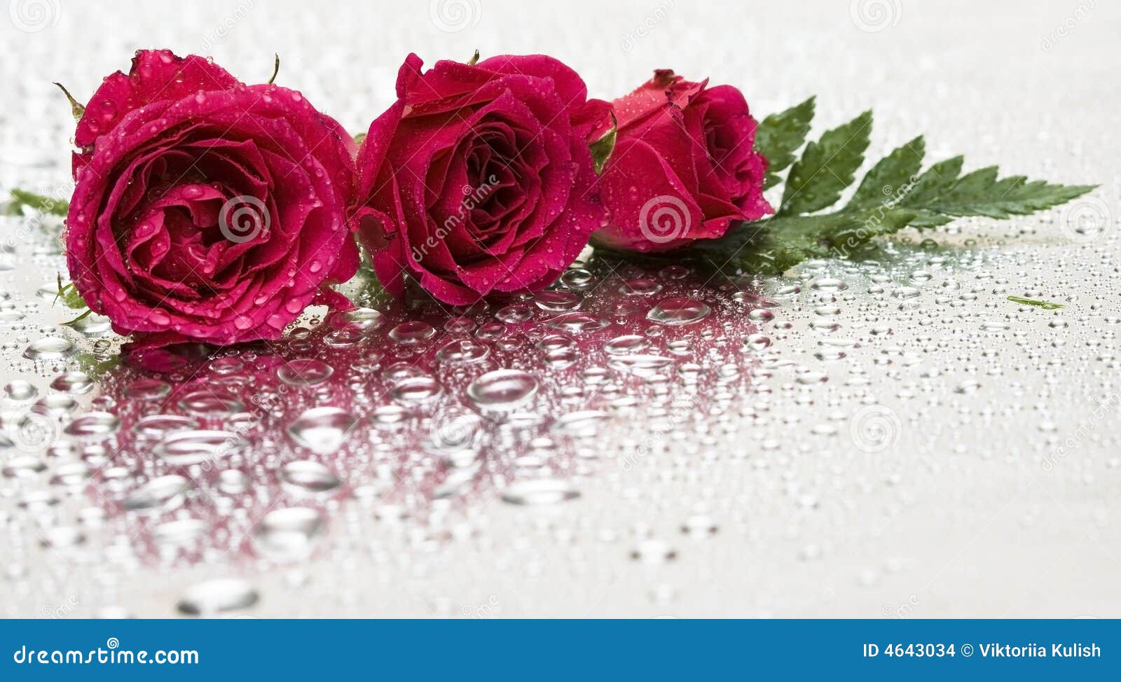 Red roses with water drops stock photo. Image of color - 4643034