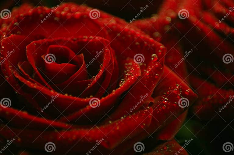 Red roses with water drops stock photo. Image of gerbera - 7051844