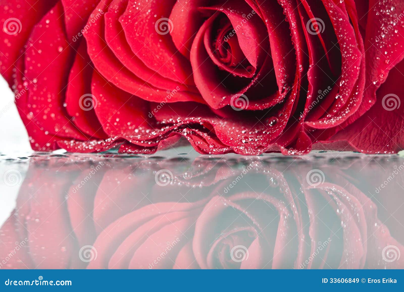Red roses with water drops stock image. Image of aroma - 33606849