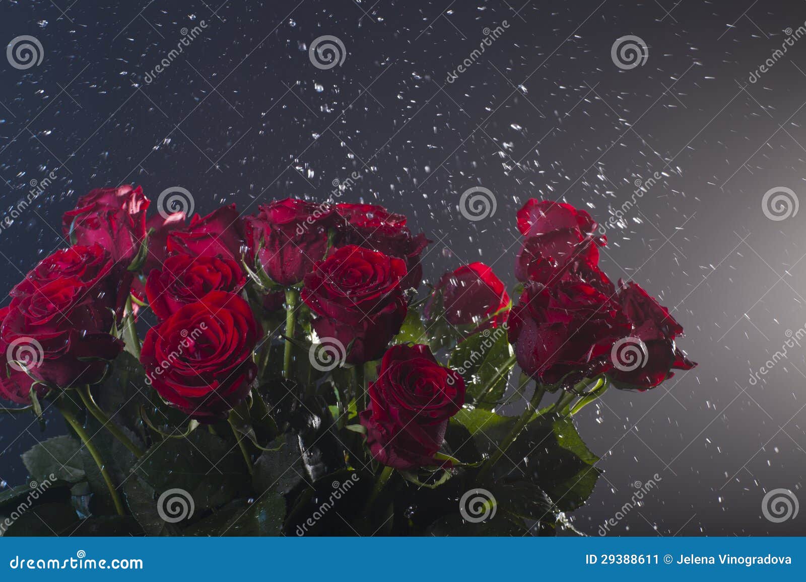 Red Roses with Water Splashes are on Colored Background Stock Image ...