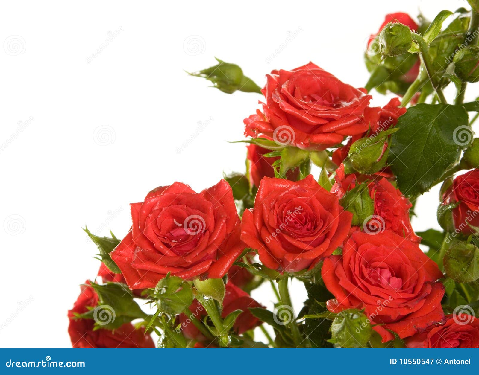 Red Roses on the White Background Stock Image - Image of flower ...