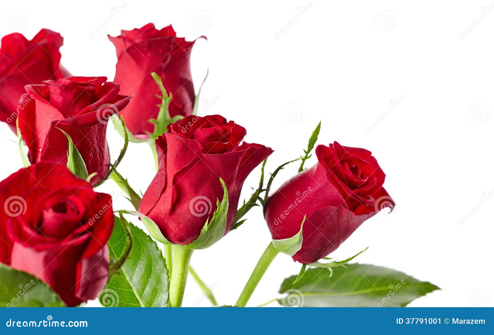 Red roses stock image. Image of abstract, macro, natural - 37791001