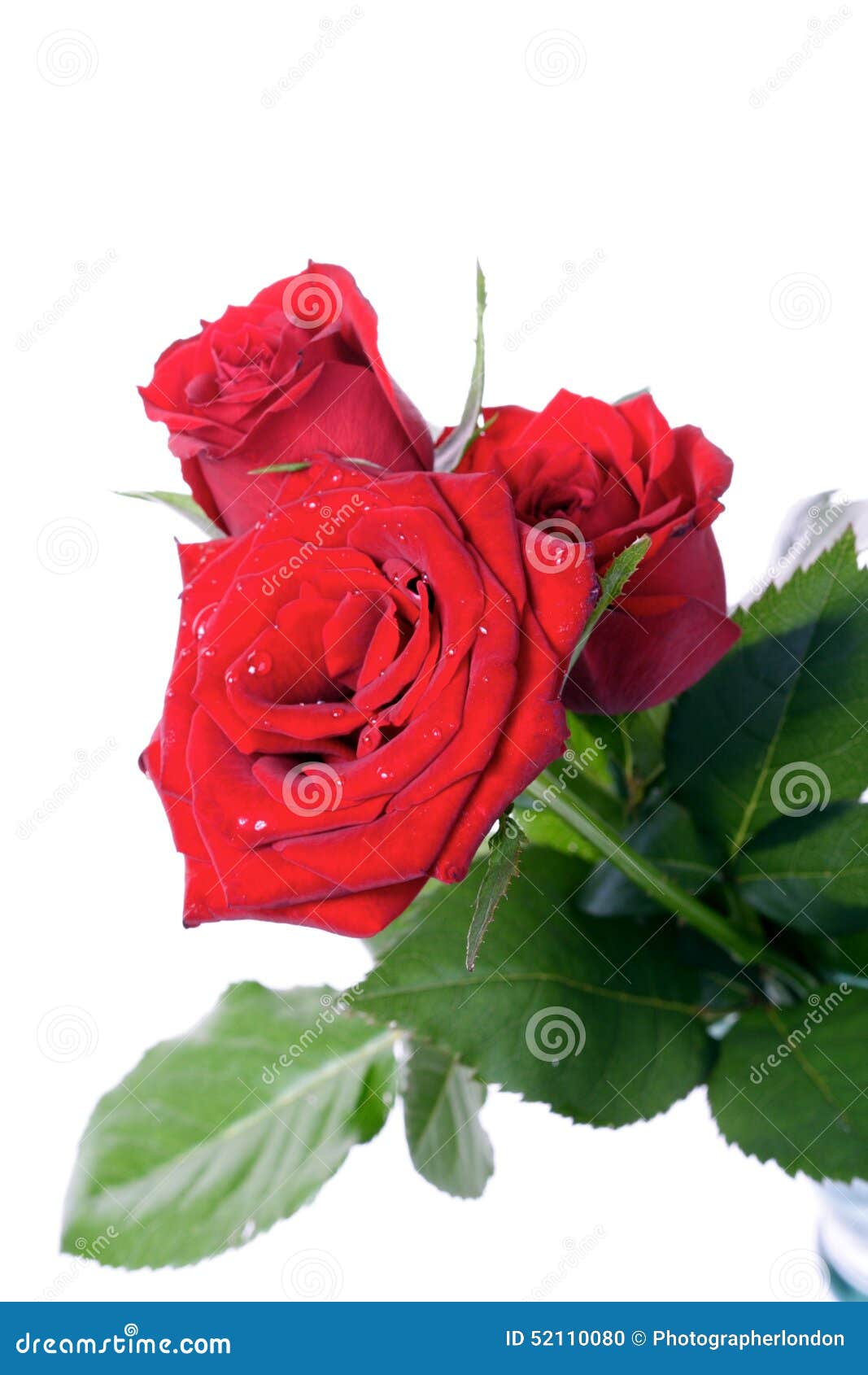 Red Roses on White Background Stock Photo - Image of color, card: 52110080
