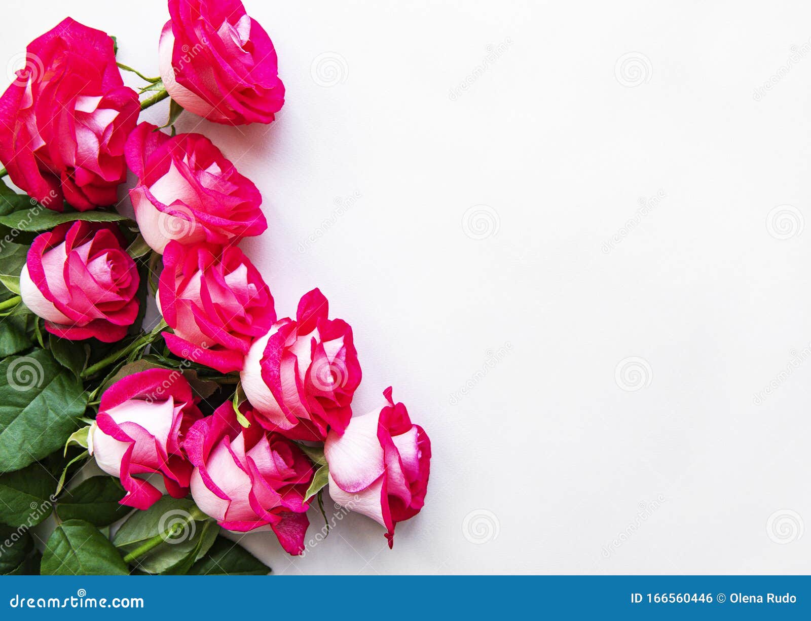 Red Roses on a White Background Stock Photo - Image of mock, decorative ...