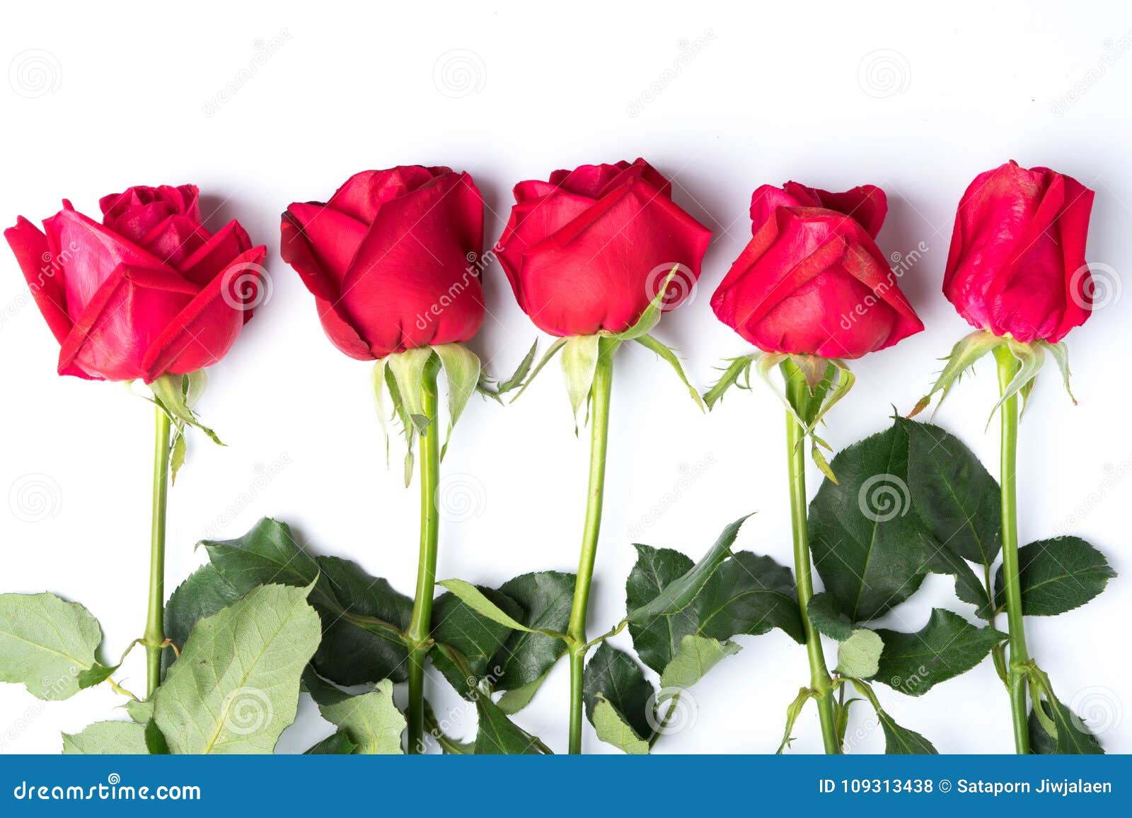 Red Roses on White Background Stock Photo - Image of close, white ...
