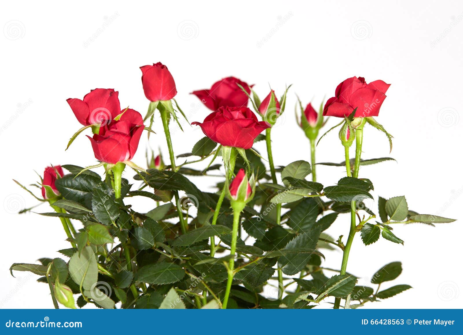 Red Roses and White Background Stock Image - Image of love, stem: 66428563