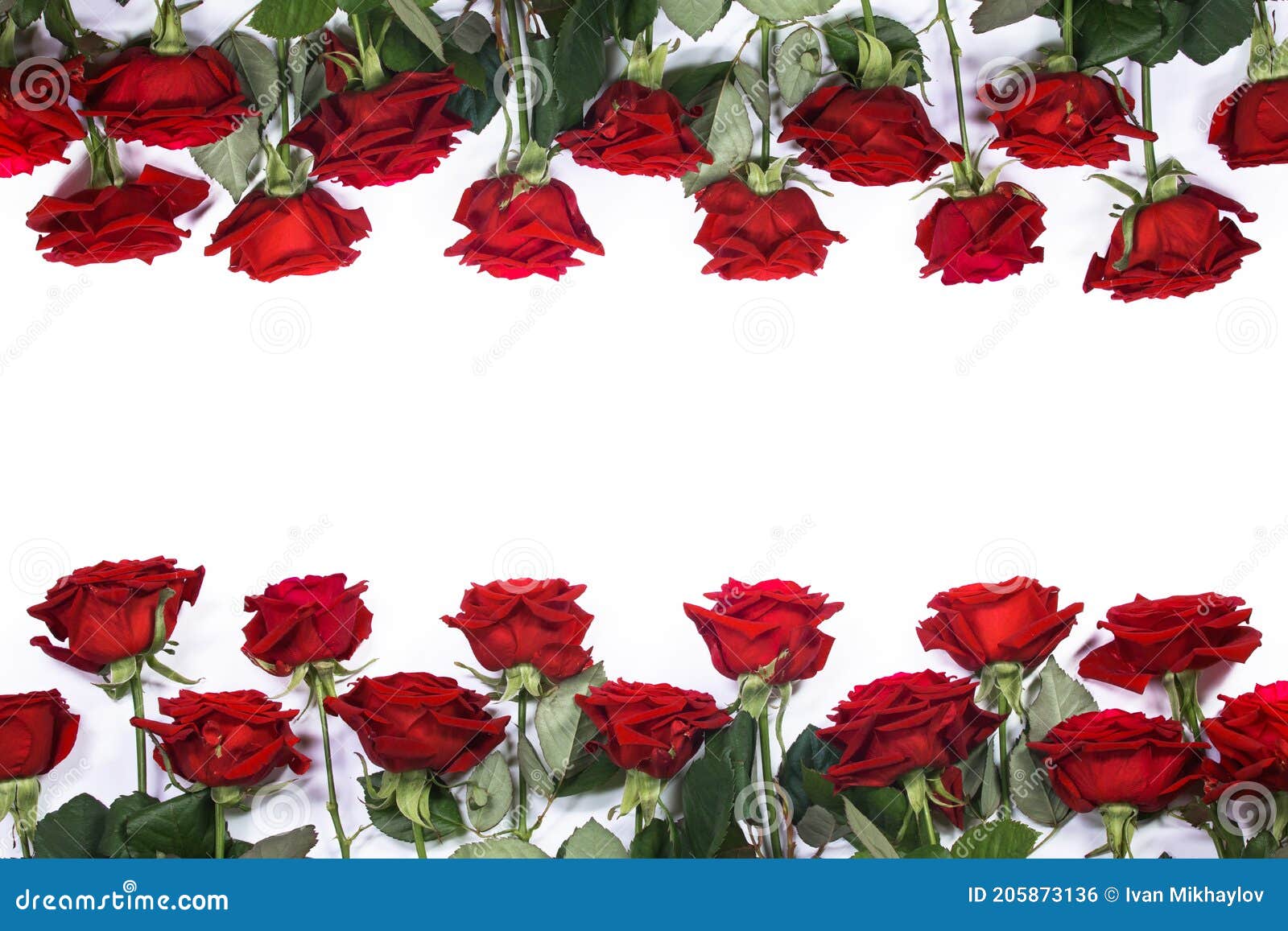 Red roses on white stock photo. Image of lovely, abstract - 205873136