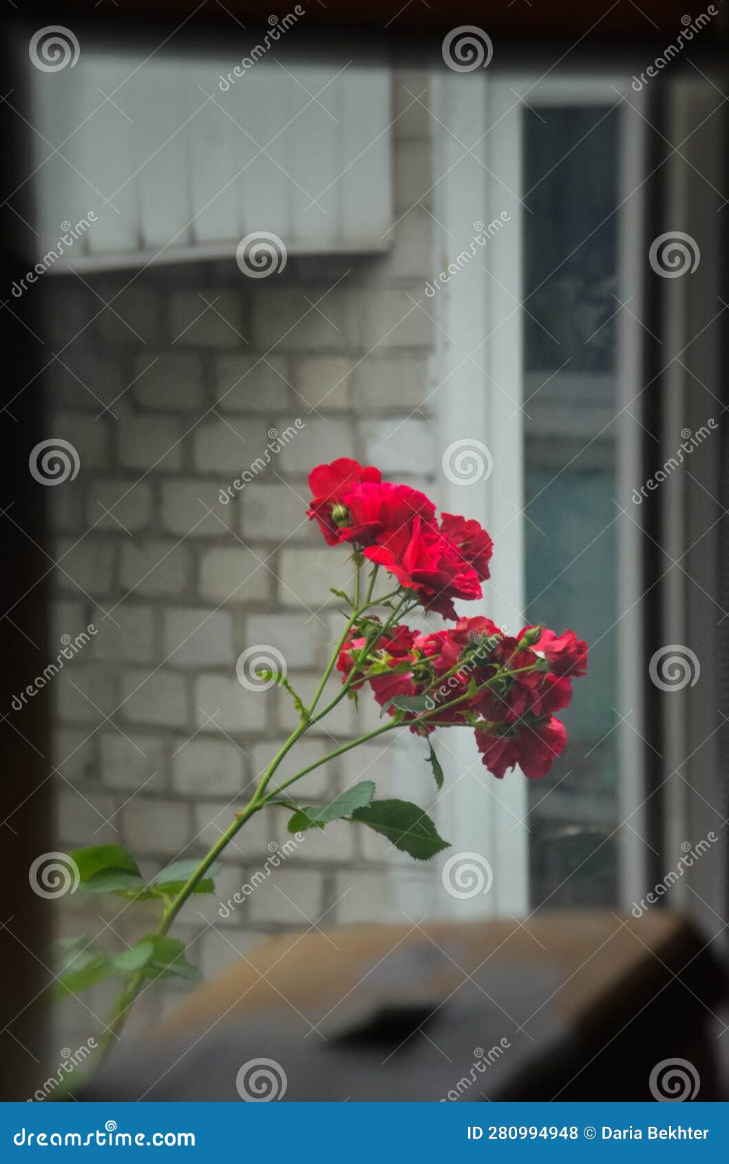 Red Roses from the Window. Ukraine, Kyiv Stock Photo - Image of ukraine ...