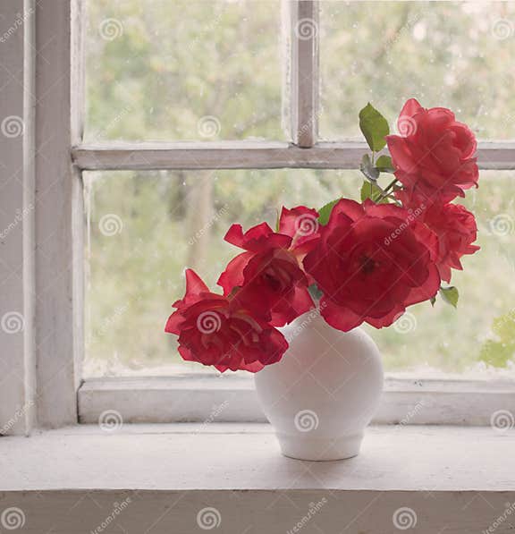 Red roses on windowsill stock photo. Image of blue, petal - 84164422