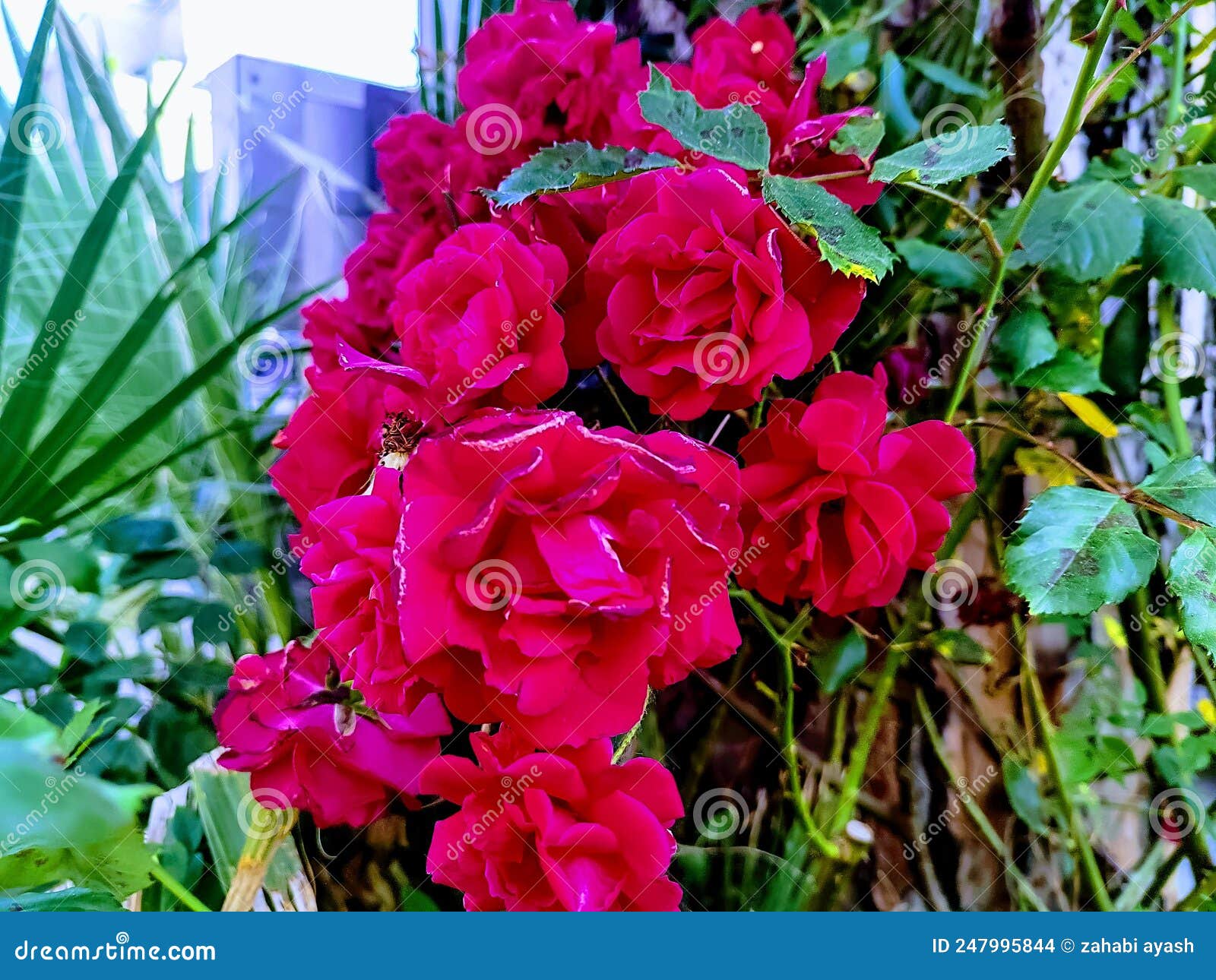 Rosses Bush Stock Photos - Free & Royalty-Free Stock Photos from Dreamstime