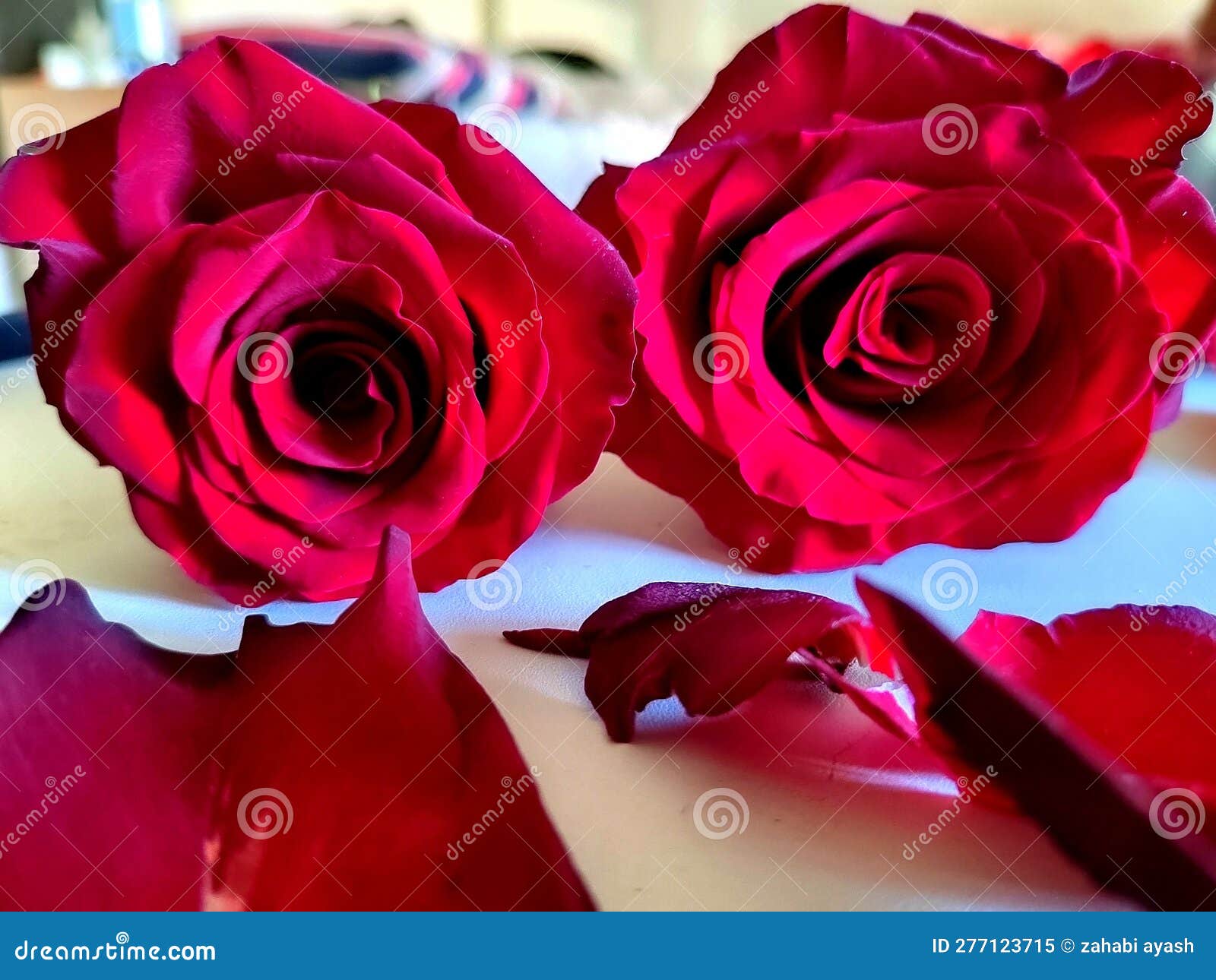 Red rosses flower stock image. Image of rose, bouquet - 277123715