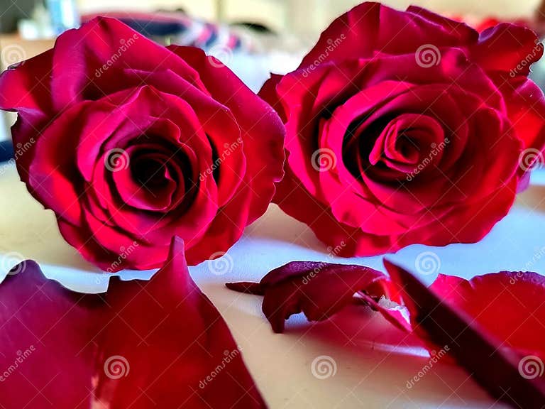 Red rosses flower stock image. Image of rose, bouquet - 277123715