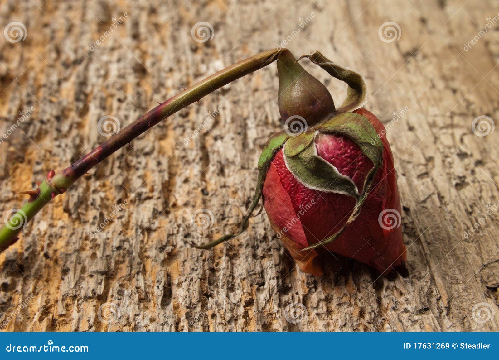 A Red Rotten Rose stock image. Image of rotten, worm - 17631269