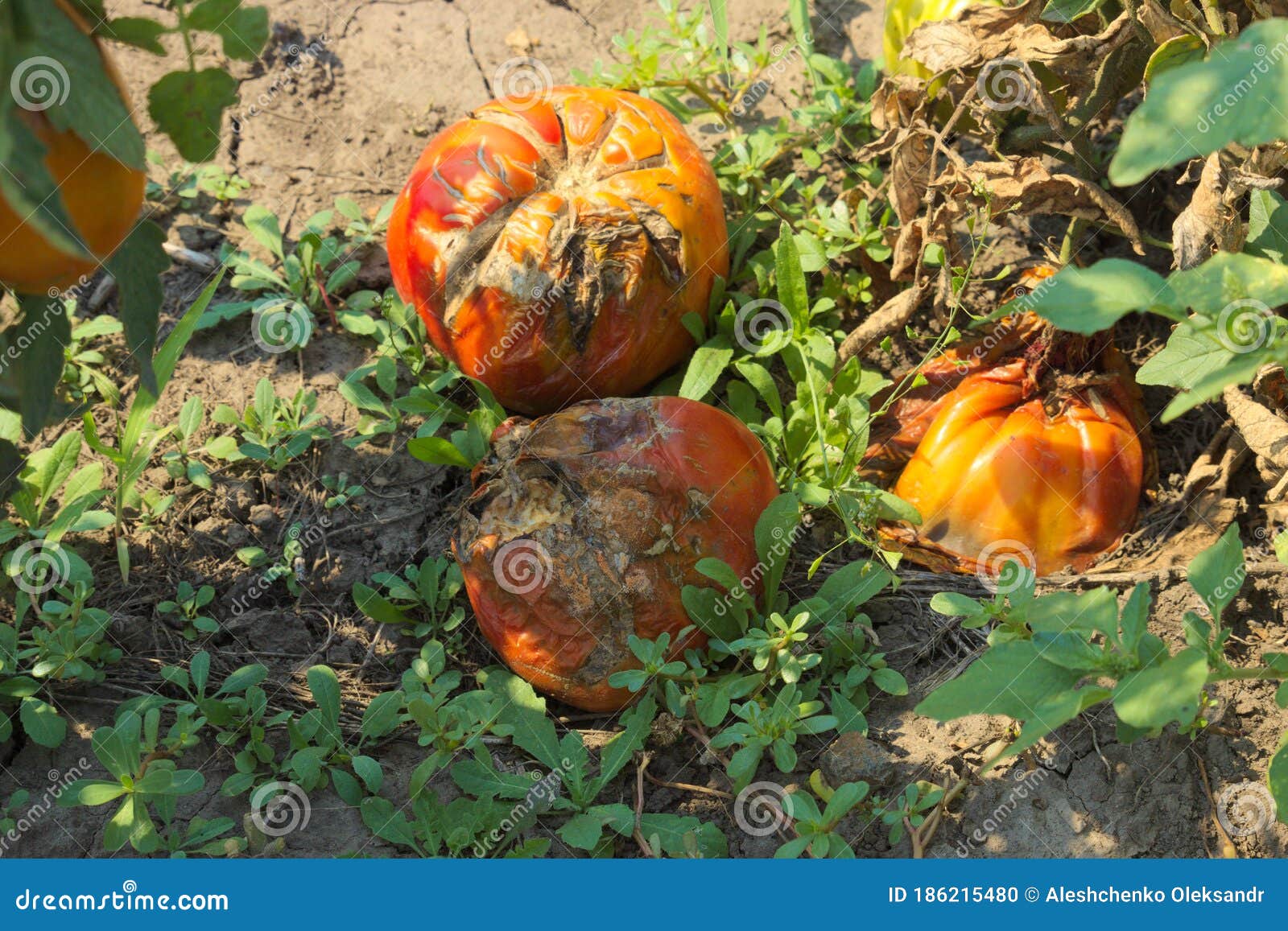 Red Rotten Tomatoes. Diseases of Vegetables. Stock Photo - Image of ...