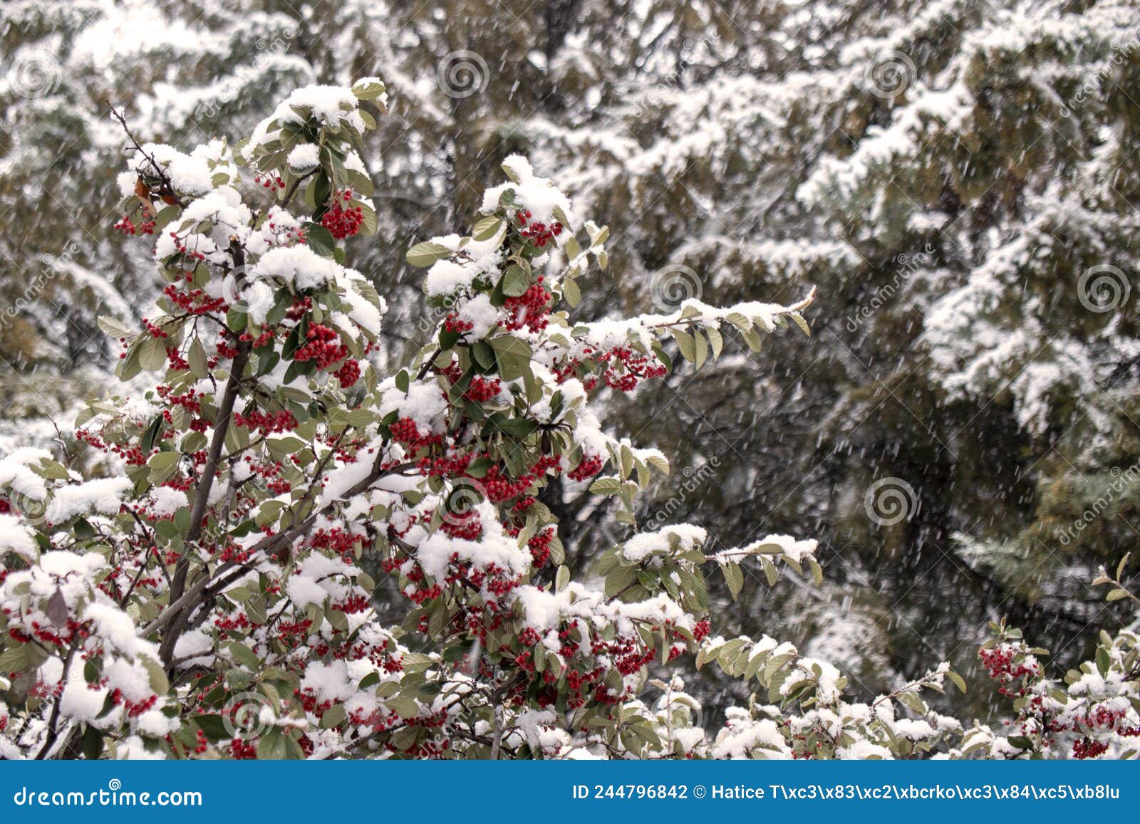 Red Round Berries on the Snowed Bush Stock Photo - Image of decoration ...