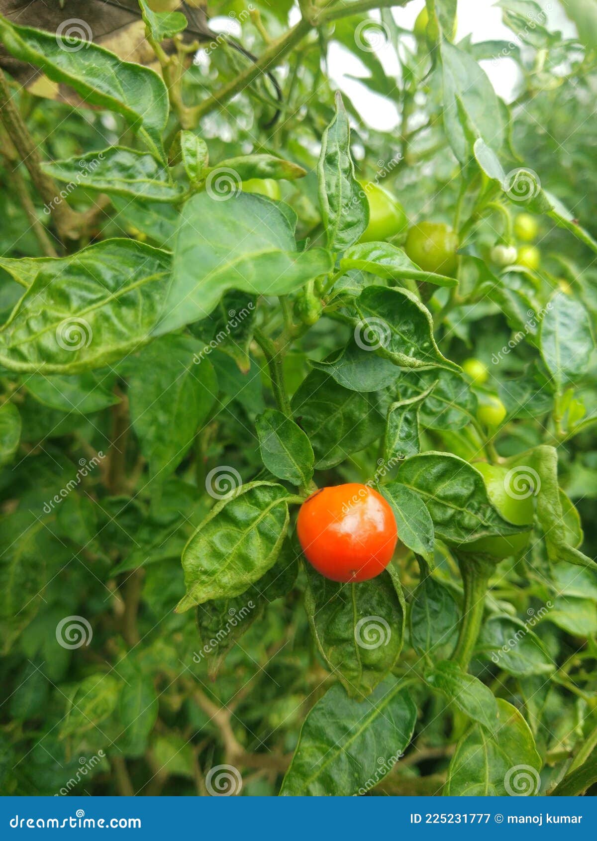 Red round chilli closeup stock image. Image of salad - 225231777