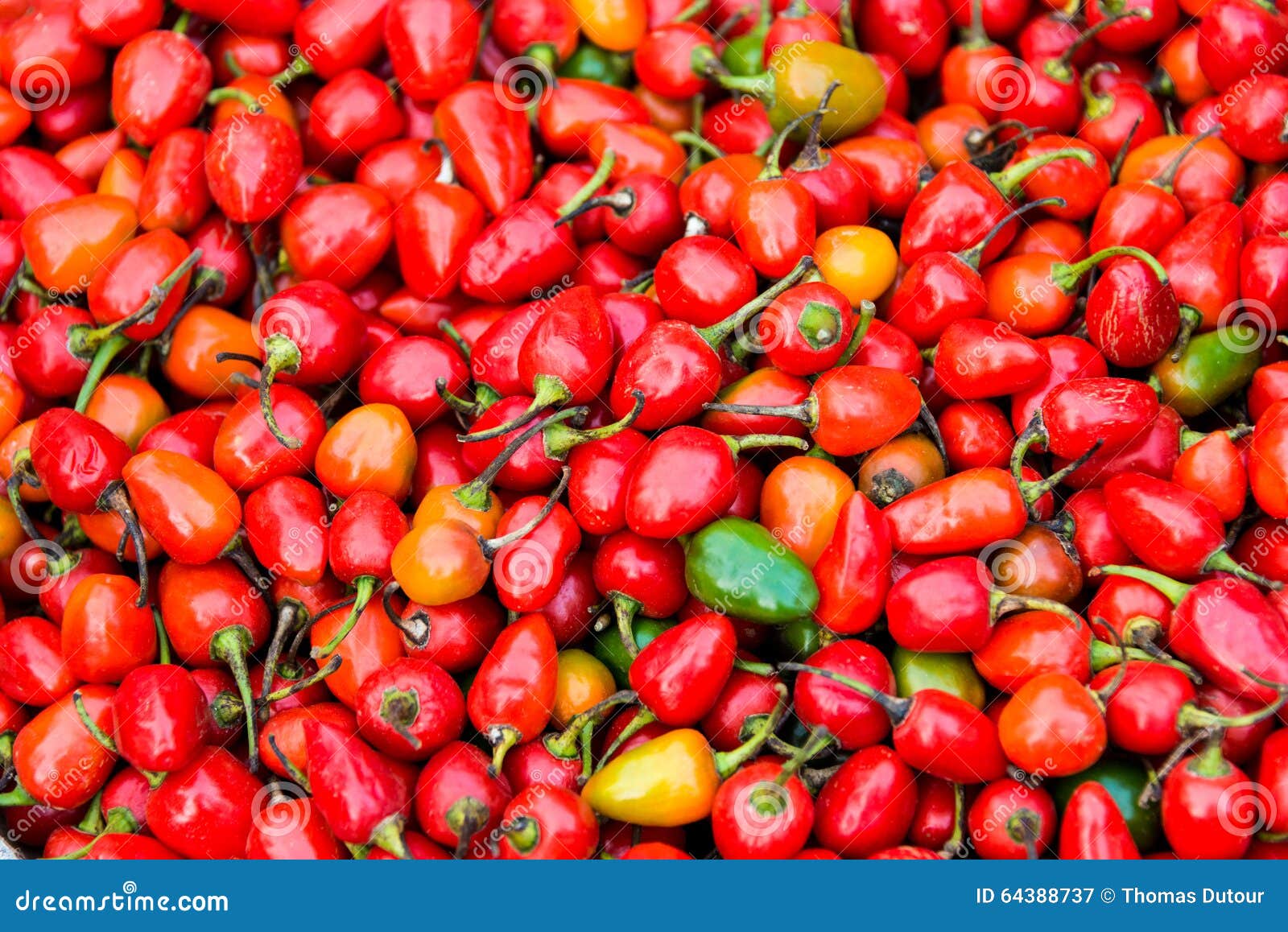 Red round chillis stock image. Image of color, chilli - 64388737