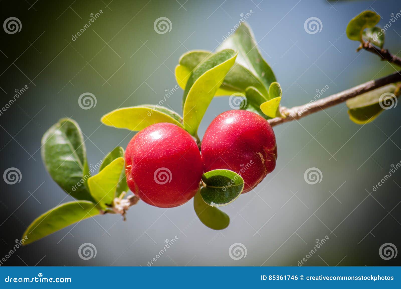 Red Round Fruit On Stem Picture. Image: 85361746