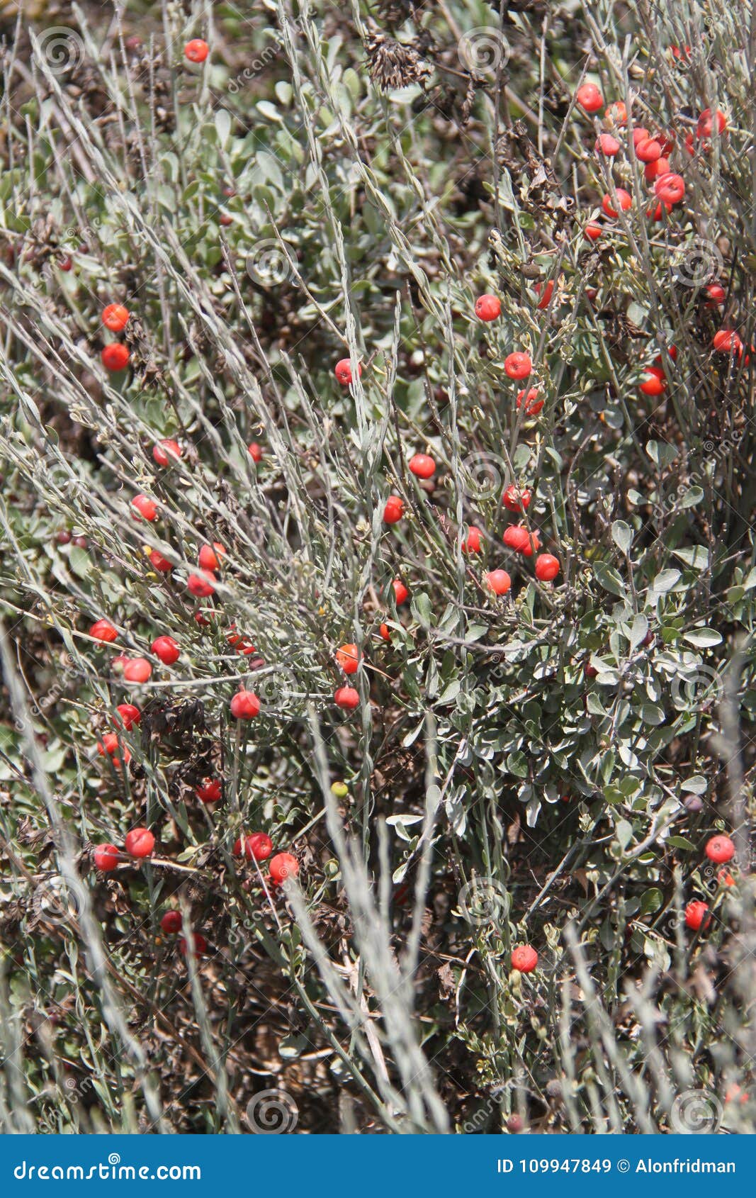 Red Round Fruits stock image. Image of closeup, natural - 109947849