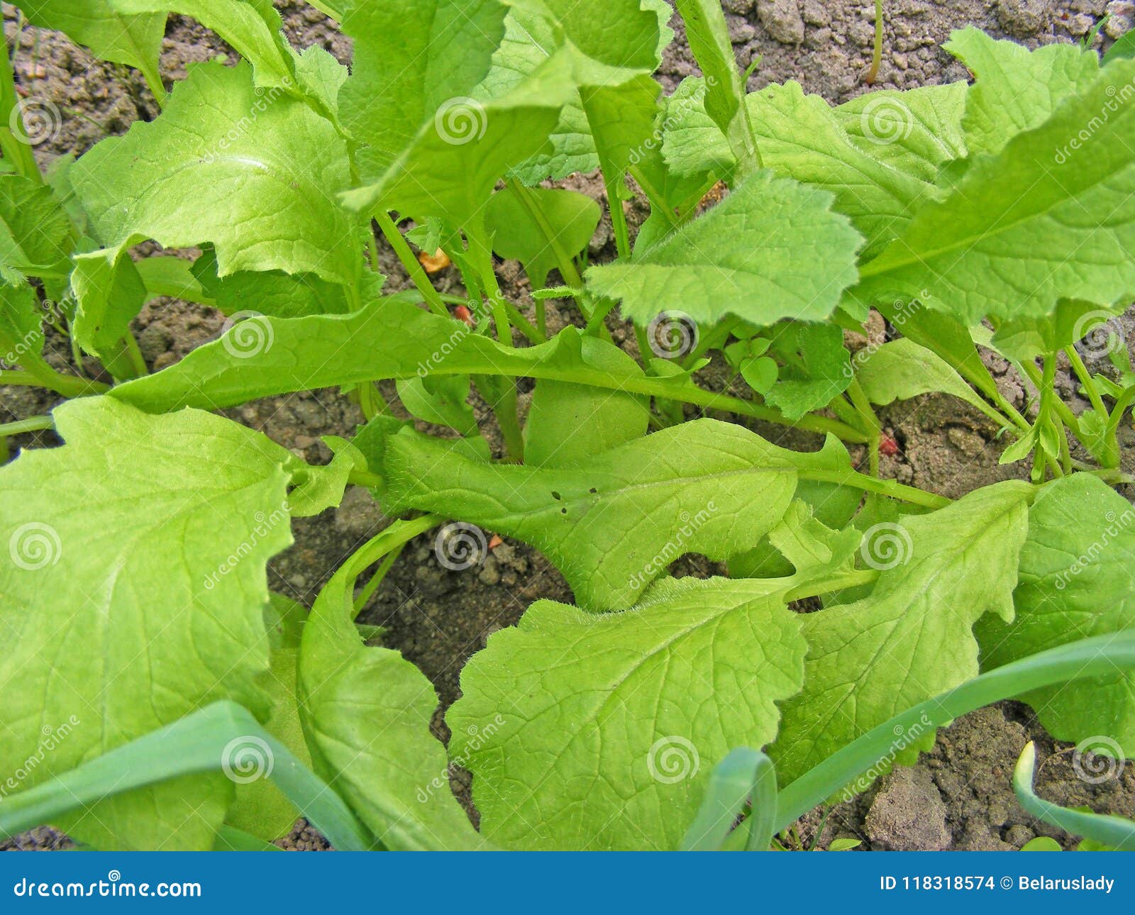 Red Round Radish in the Beds Stock Photo - Image of harvest, bright ...
