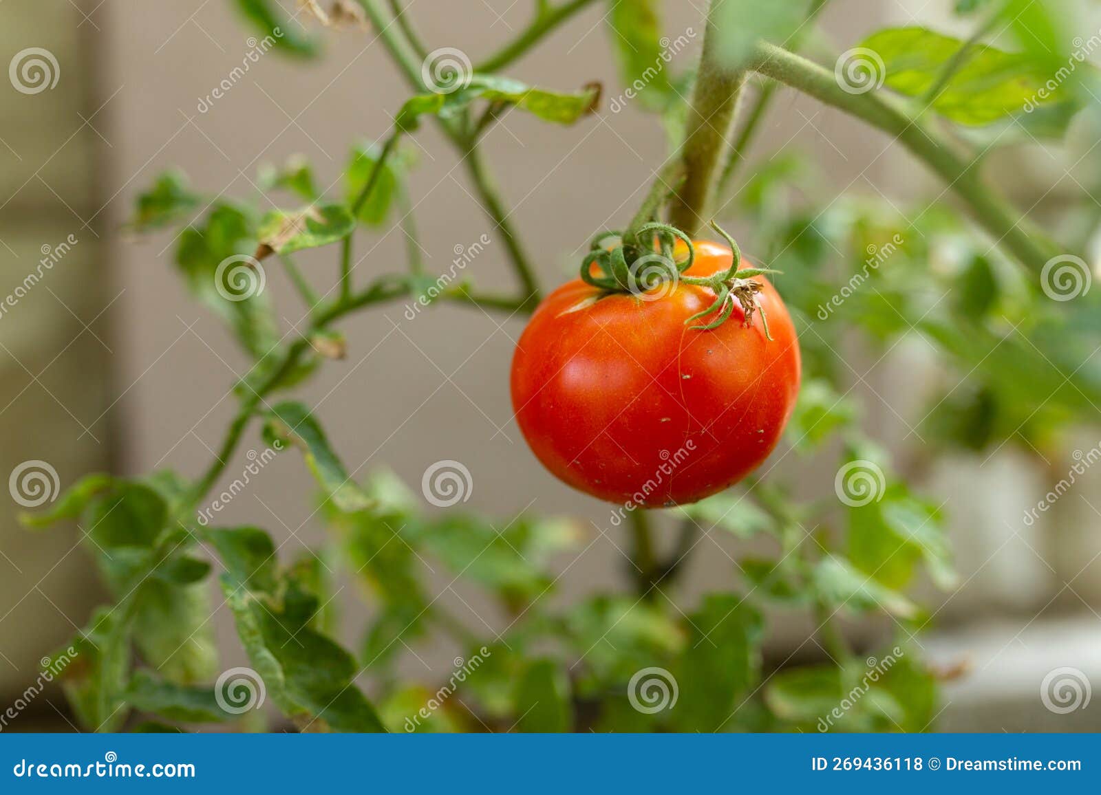 A Red, Round Tomato on a Green Bush (side View) Stock Photo - Image of ...