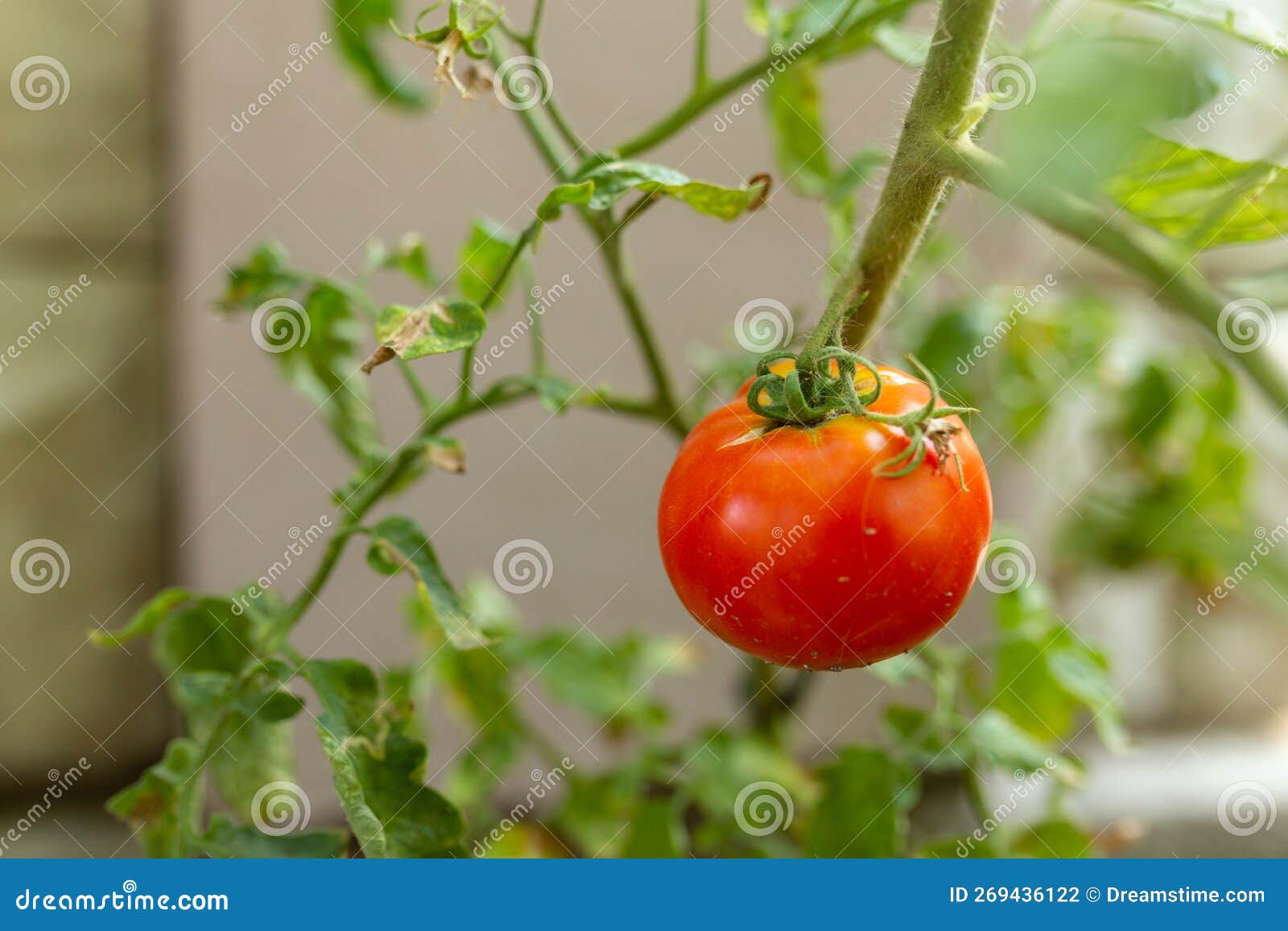 A Red, Round Tomato on a Green Bush (side View) Stock Photo - Image of ...