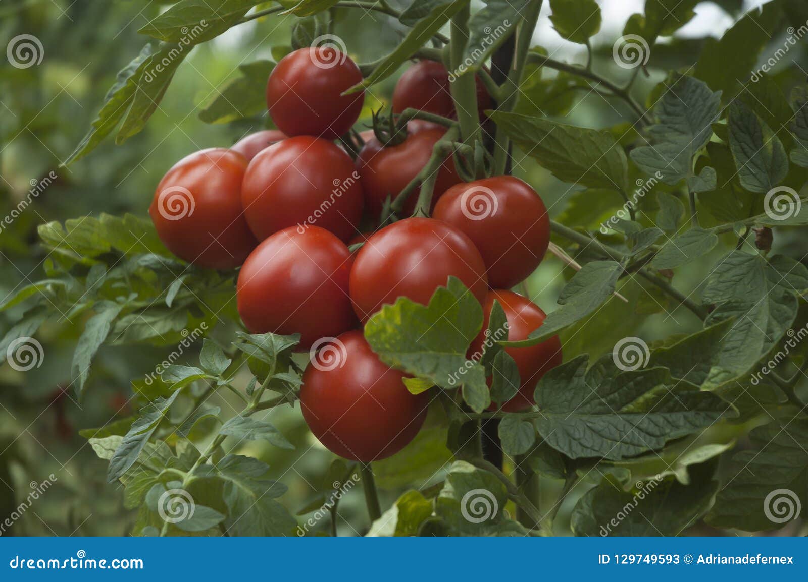 Red Round Tomatoes stock image. Image of edible, leaves - 129749593