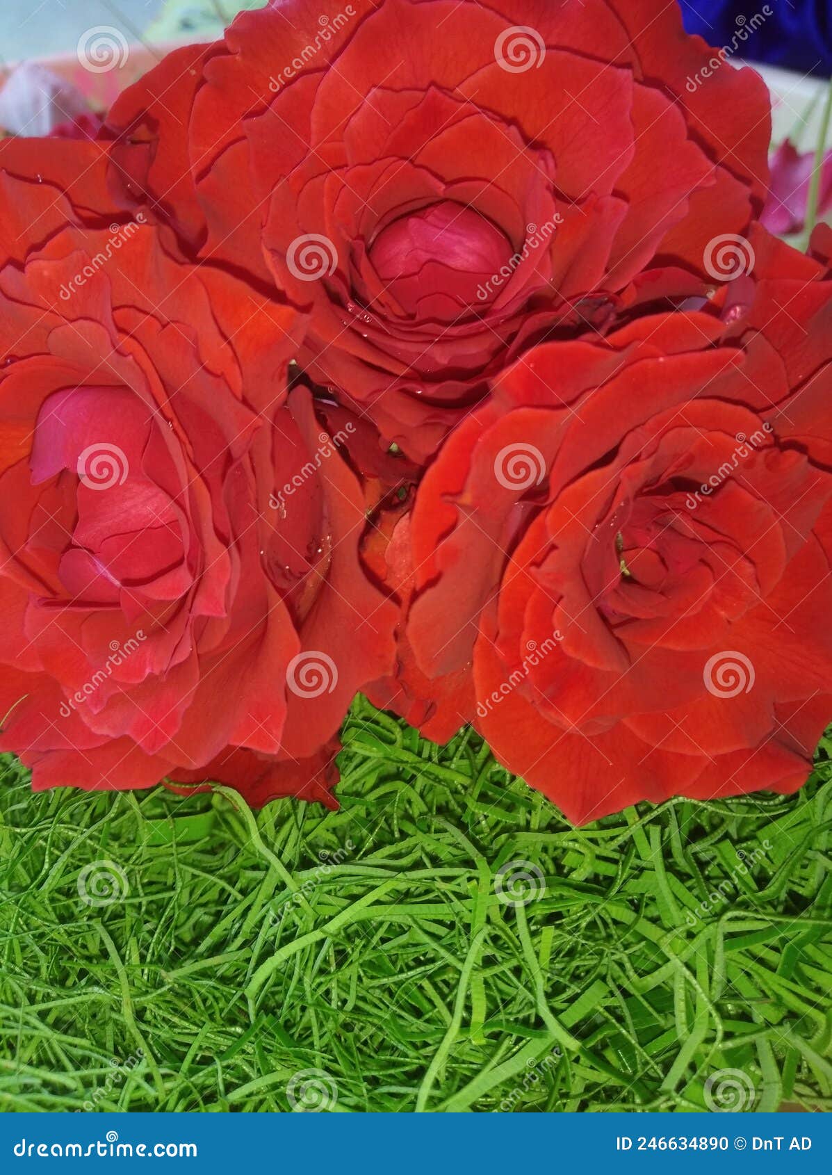 The red rouse stock photo. Image of balinase, background - 246634890