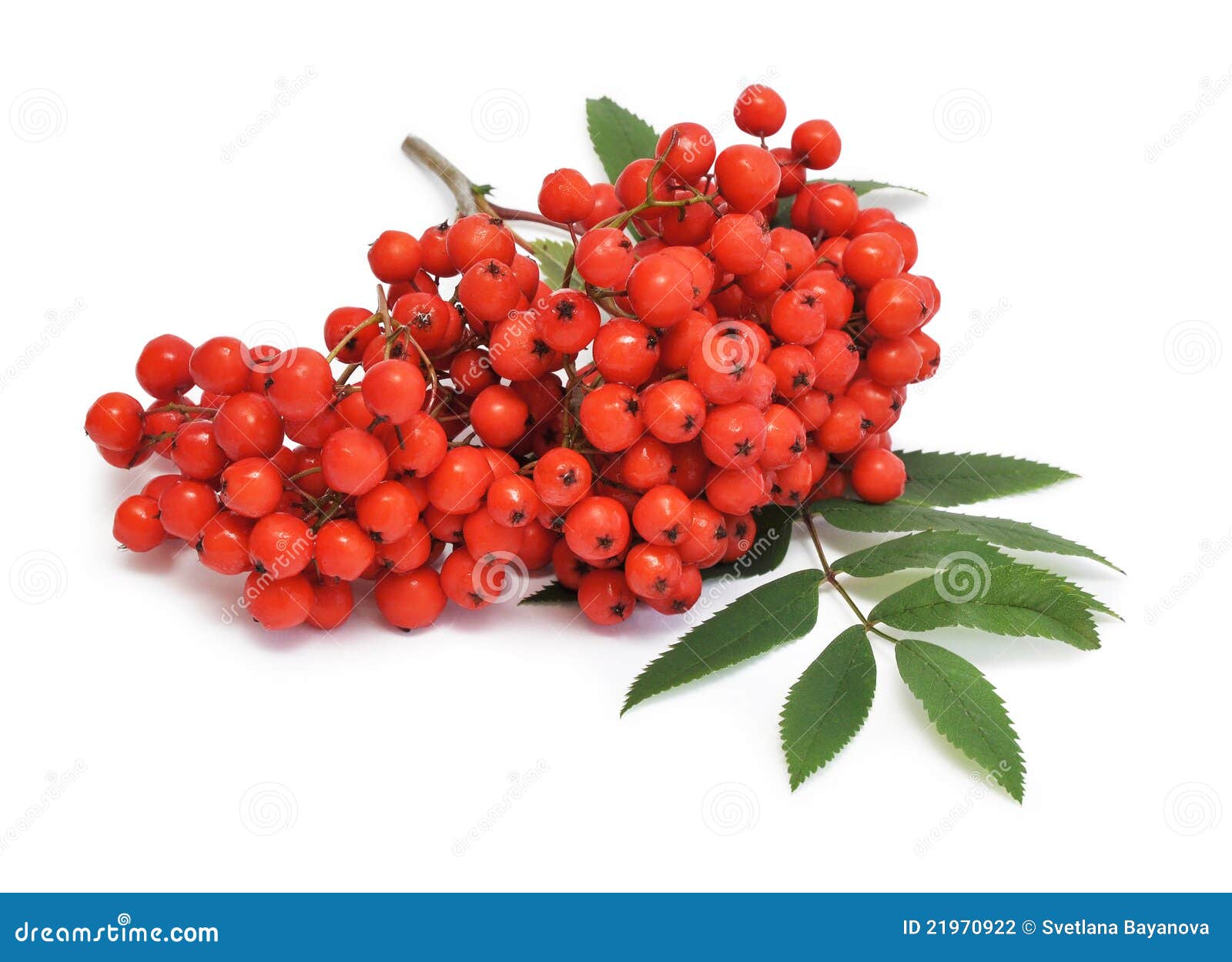 Red rowan stock photo. Image of closeup, decorative, natural - 21970922