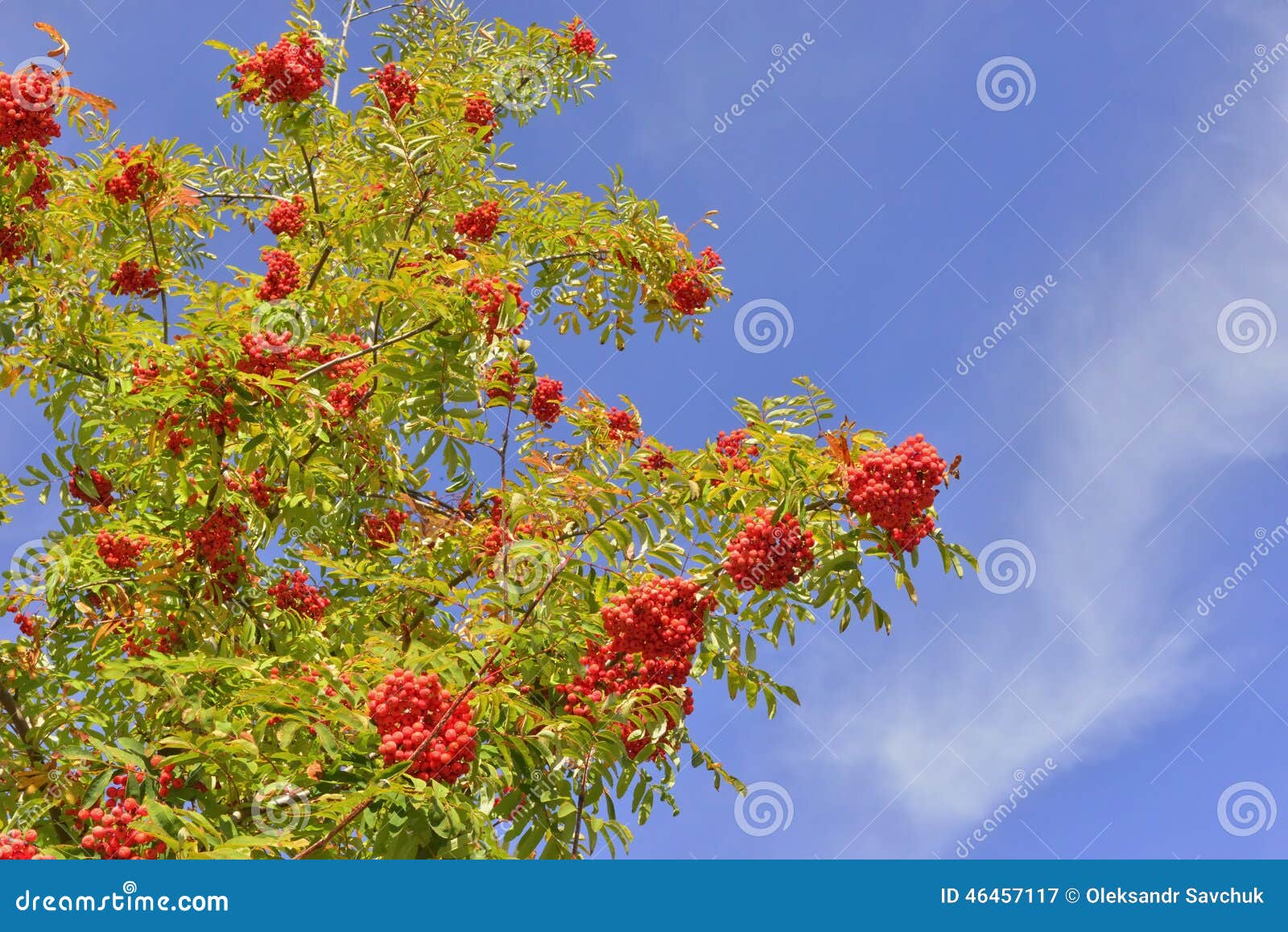 Red rowan stock image. Image of park, plants, ukraine - 46457117