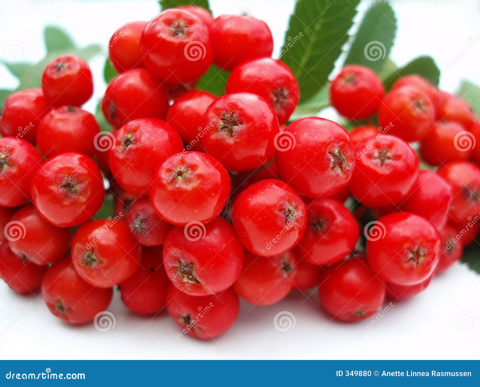 Rowan Berries, Sorbus Aucuparia, Tree Also Called Rowan And Mountain ...