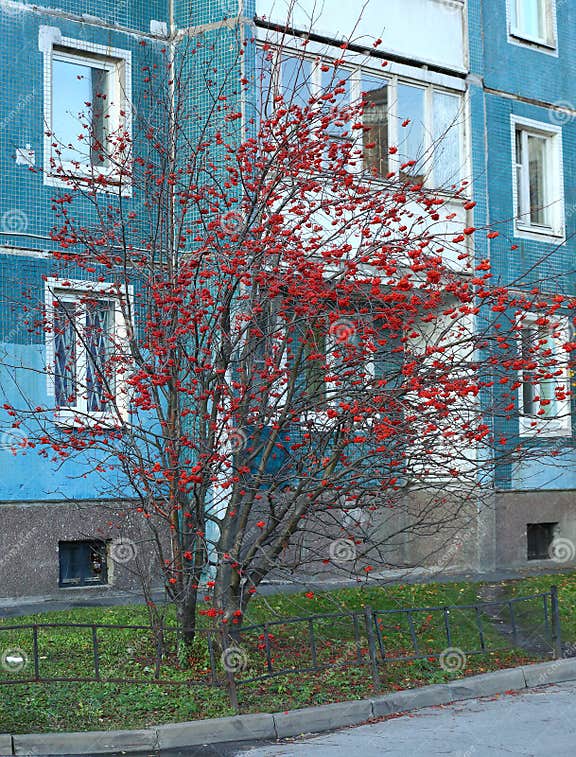 Red Rowan Berries on Bare Branches on the Background of a House Stock ...