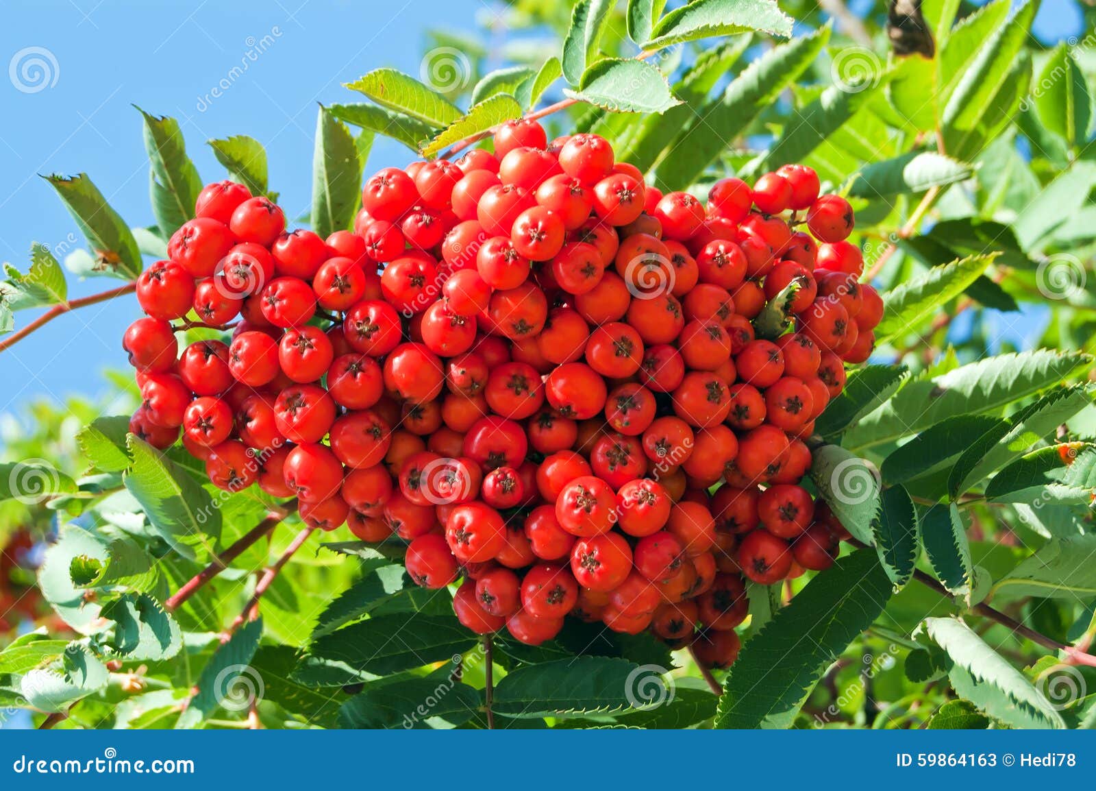 Red rowan berries stock image. Image of branch, ripe - 59864163