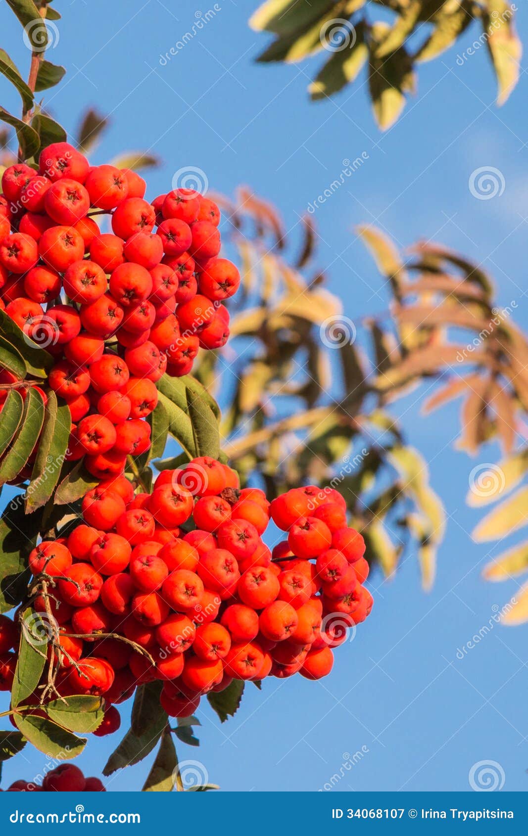 Red rowan stock image. Image of natural, branch, colorful - 34068107