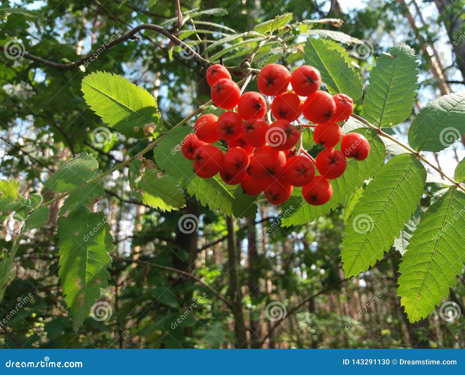 Red rowan stock photo. Image of forest, plant, nature - 143291130