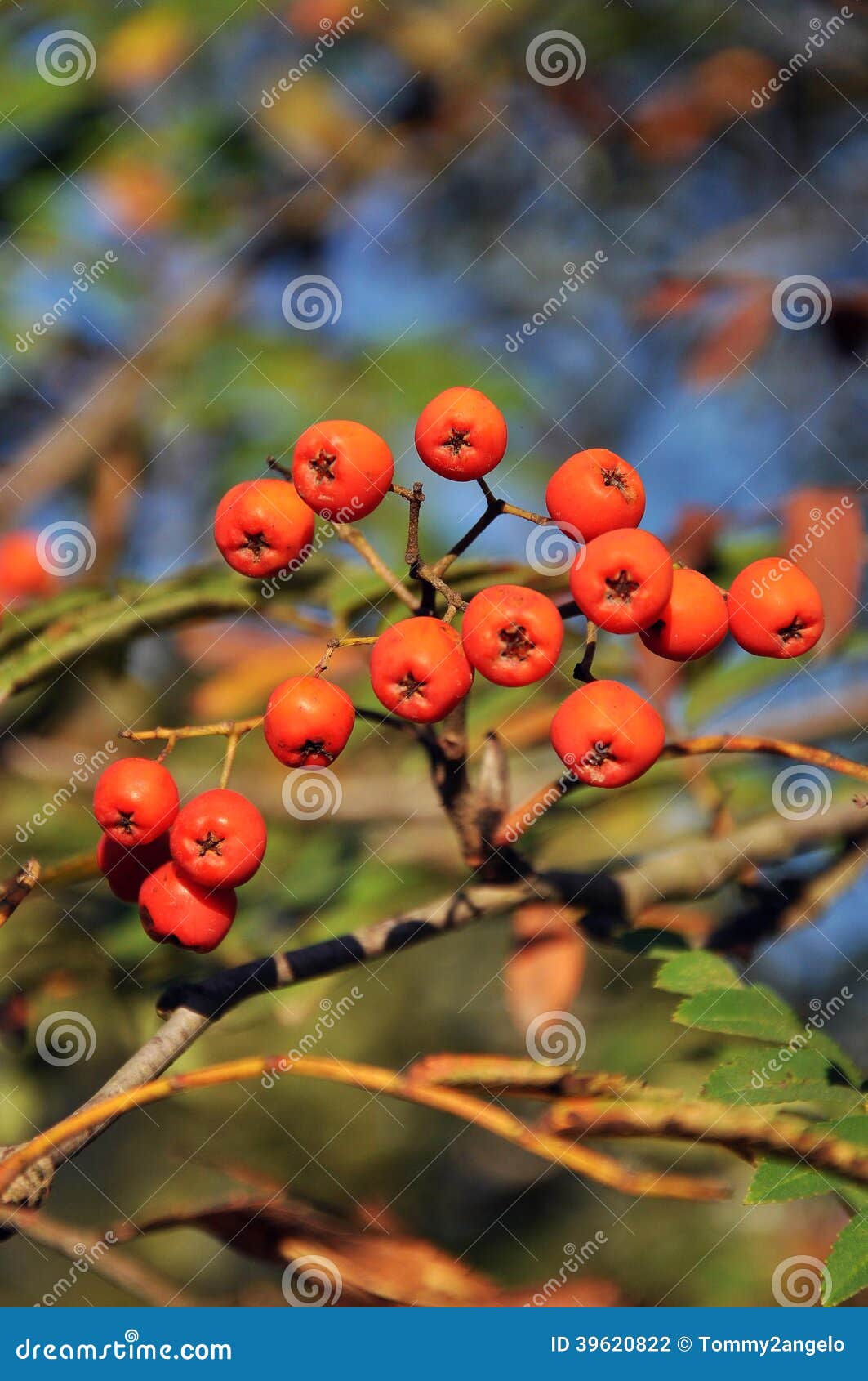 Red rowan stock photo. Image of spring, rowan, small - 39620822