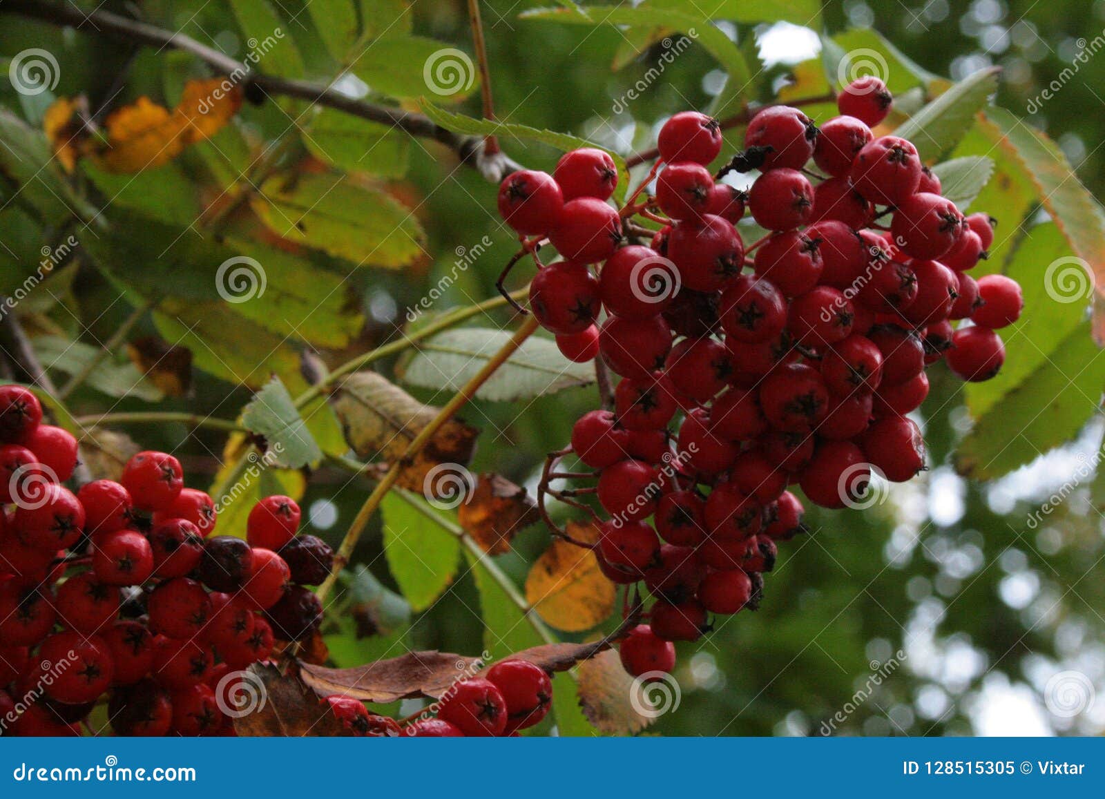 Red Rowan Tree Berries in the Autumn Stock Image - Image of autumn ...