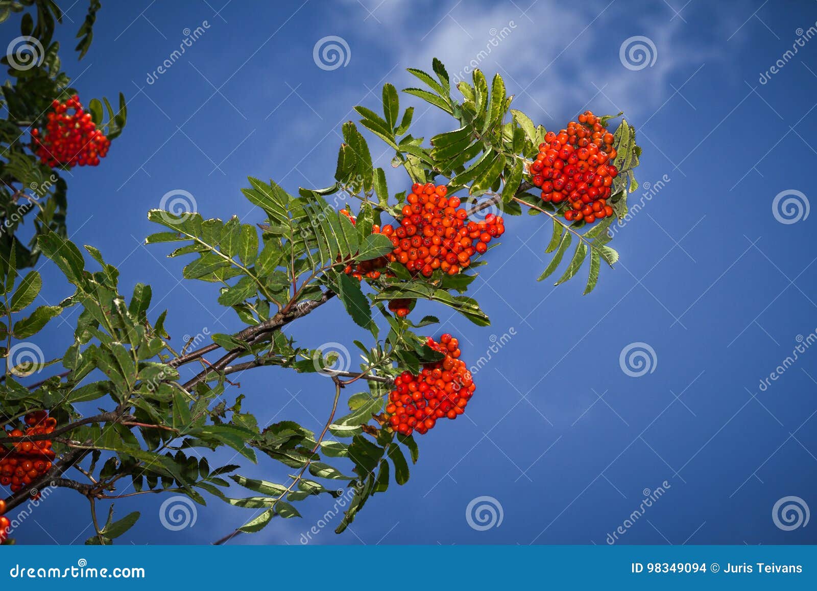 Red Rowan Tree in the End of Summer Stock Photo - Image of nature ...
