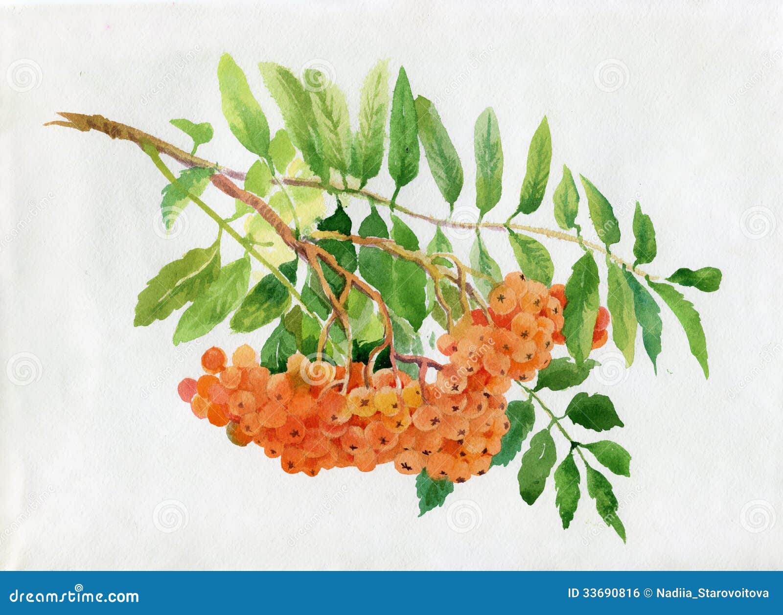 Red Rowan Watercolor Illustration | CartoonDealer.com #33690816