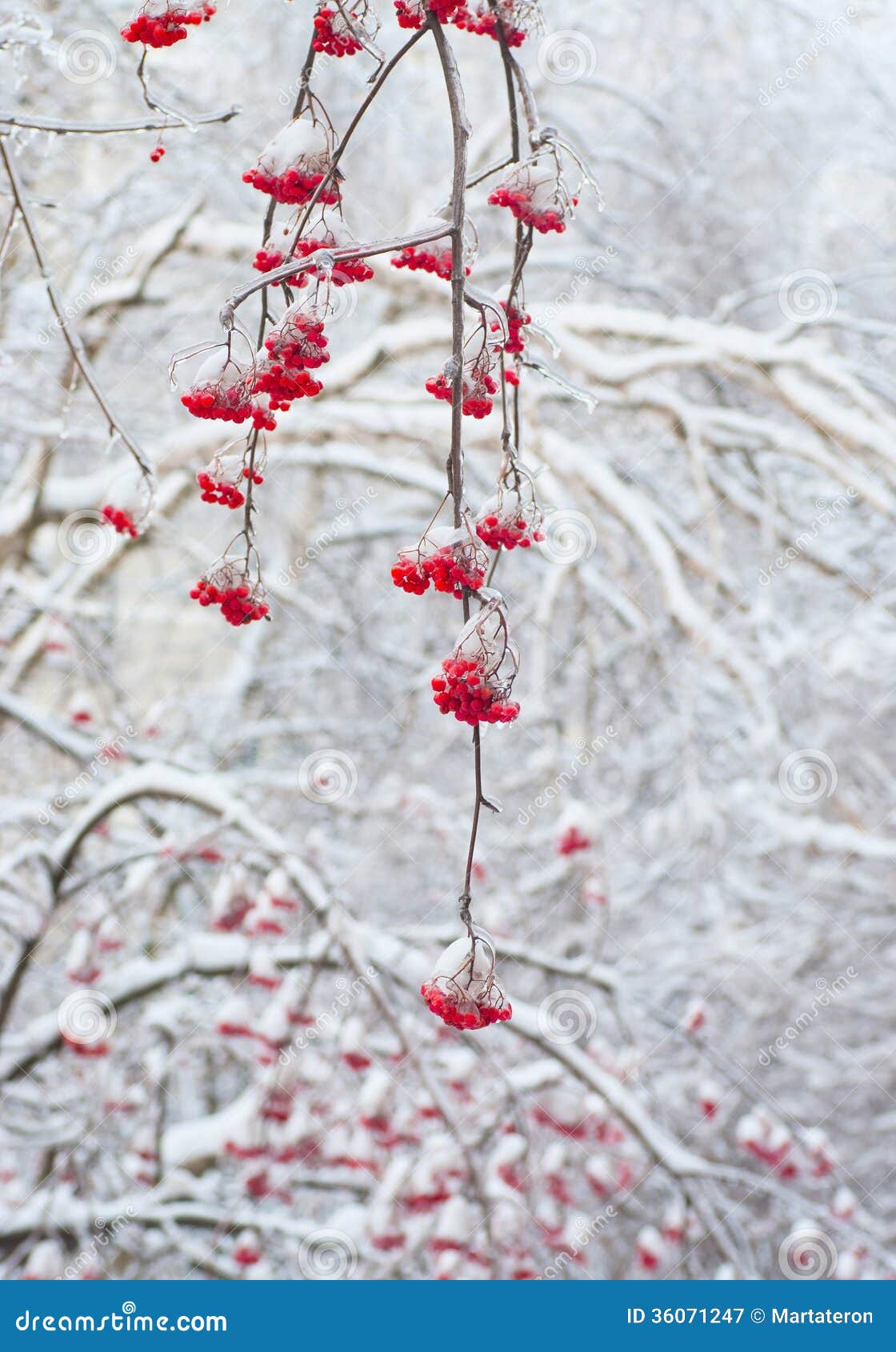 Red rowan in winter stock image. Image of view, food - 36071247