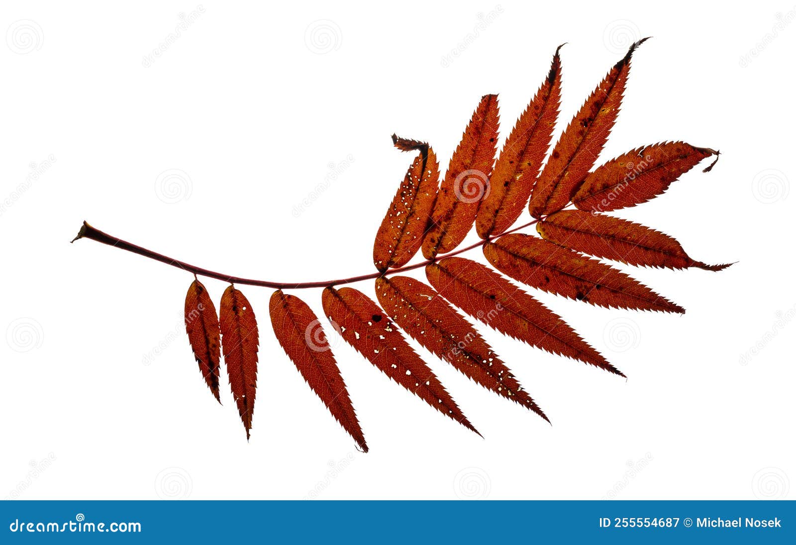 Red Rowanberry Leaf with White Background Interior Stock Image - Image ...