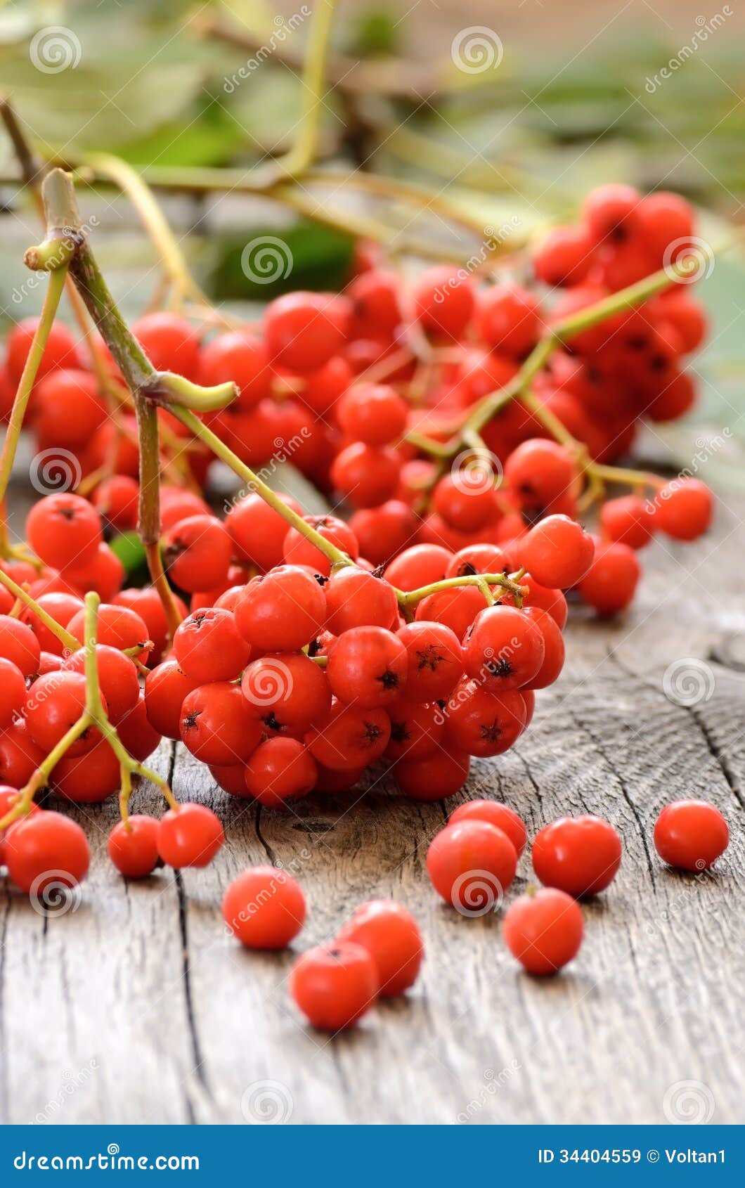 Red rowanberry stock image. Image of food, berry, green - 34404559