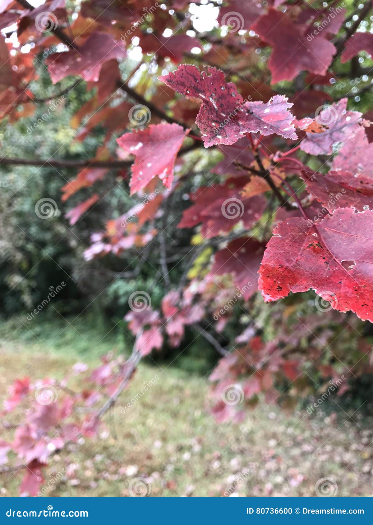 Red Rubies stock photo. Image of christmas, fall, luscious - 80736600