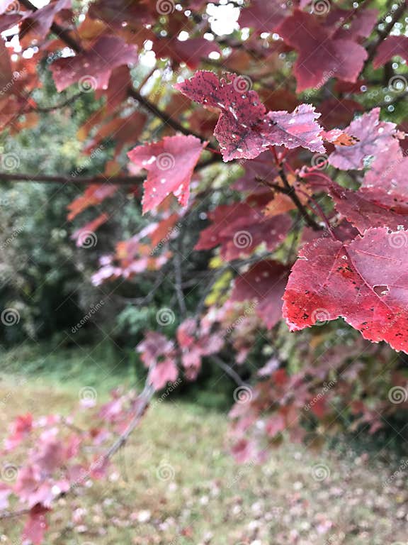 Red Rubies stock photo. Image of christmas, fall, luscious - 80736600