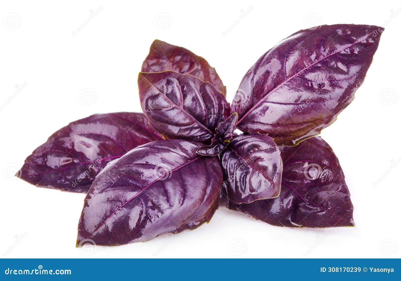 Red Rubin Basil Herb Leaves Isolated Stock Image - Image of botanical ...